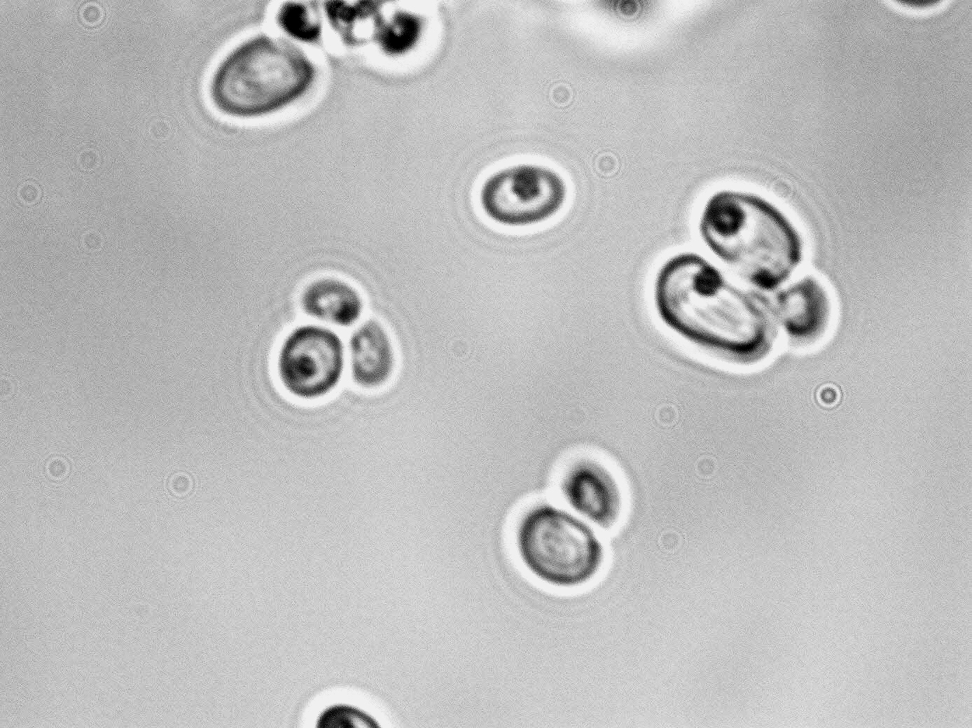 Saccharomyces cerevisiae | Viticulture and Enology